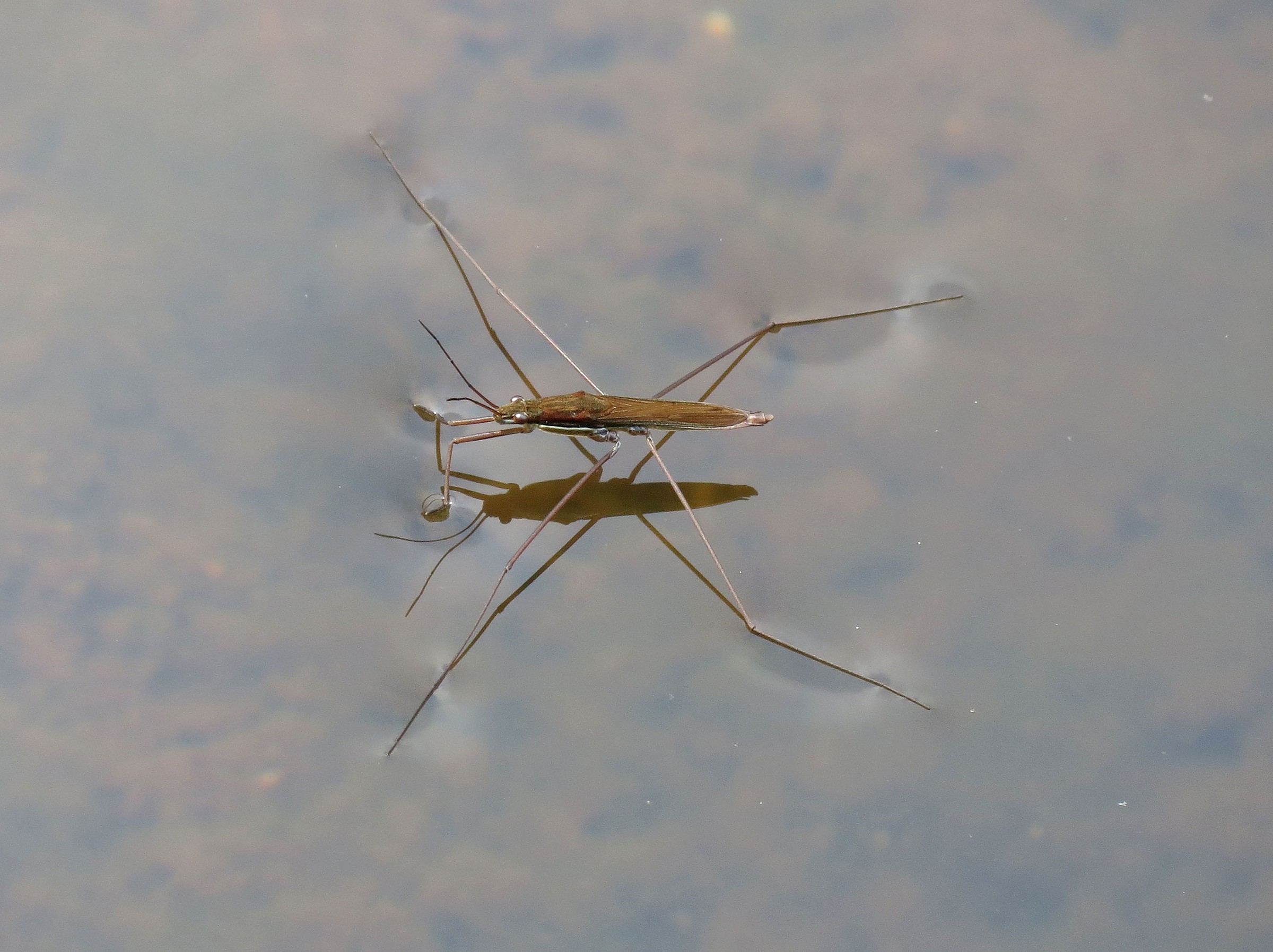 Gerridae | Natural Atlas