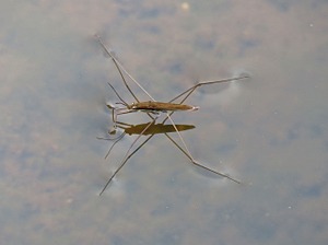 Gerridae | Natural Atlas