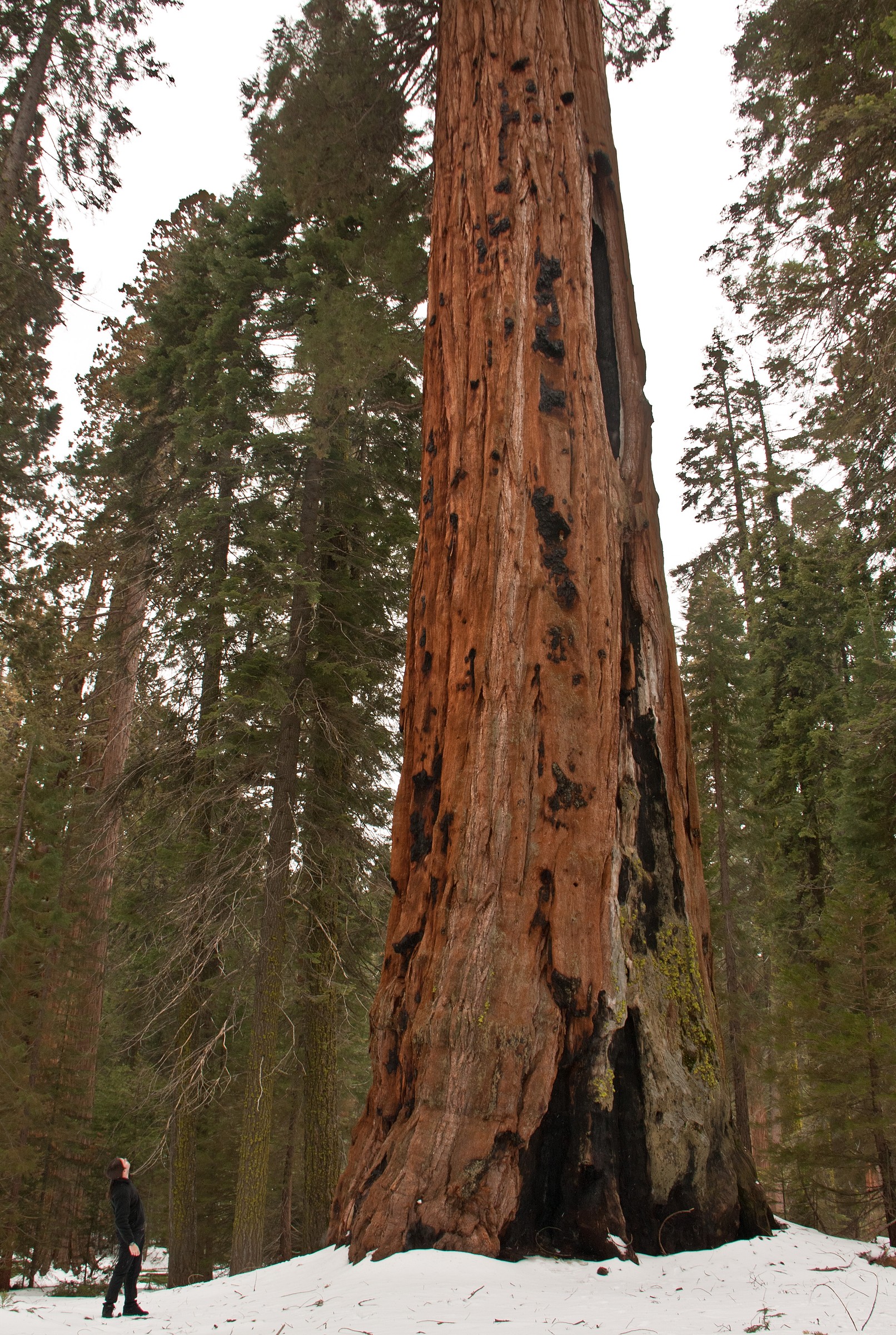 Sequoia National Park | Natural Atlas