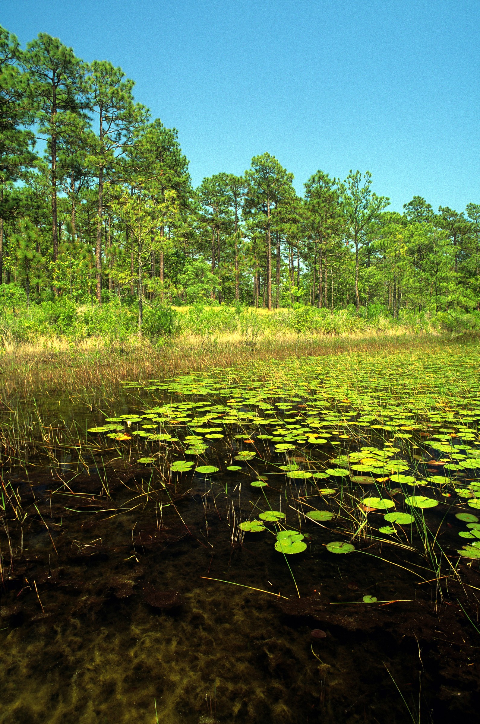 Croatan National Forest | Natural Atlas
