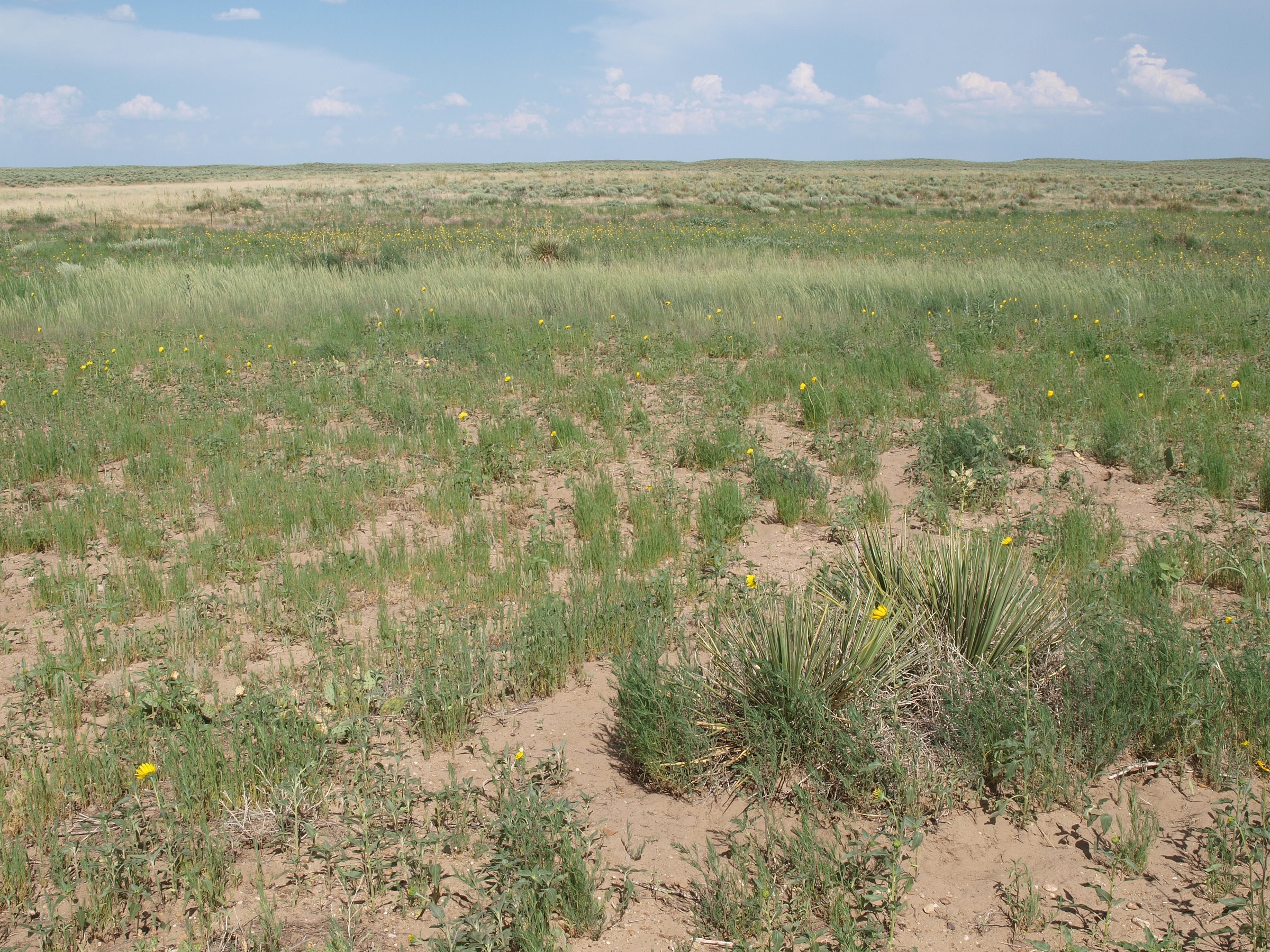 Cimarron National Grassland | Natural Atlas