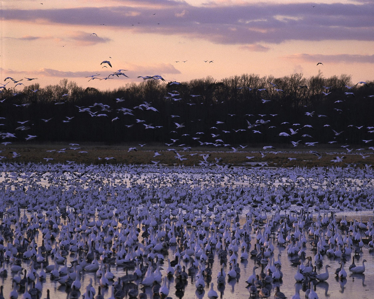 Bombay Hook National Wildlife Refuge | Natural Atlas
