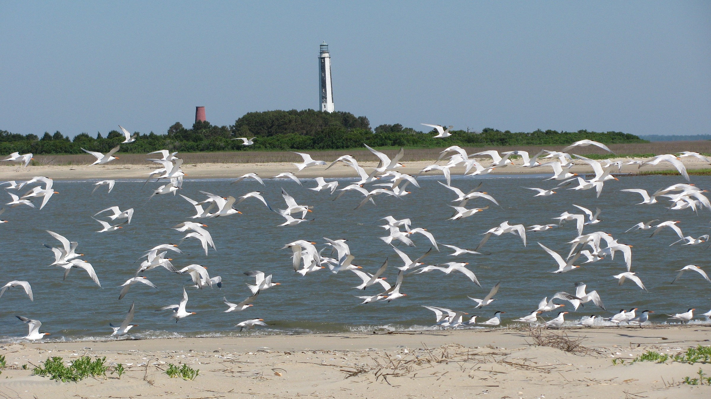 Cape Romain National Wildlife Refuge | Natural Atlas