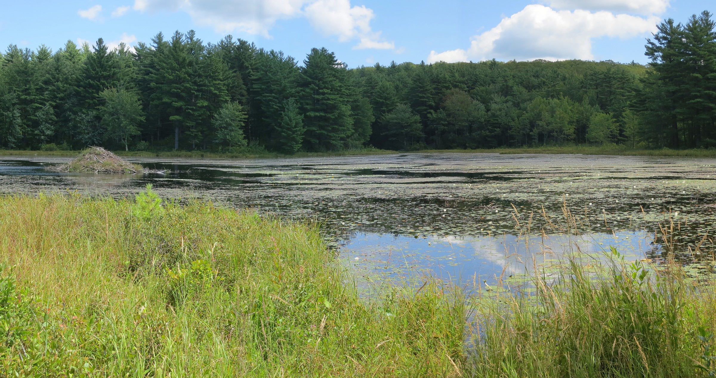 Wendell State Forest | Natural Atlas
