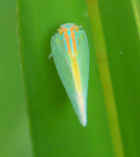 Ormenaria rufifascia | Natural Atlas