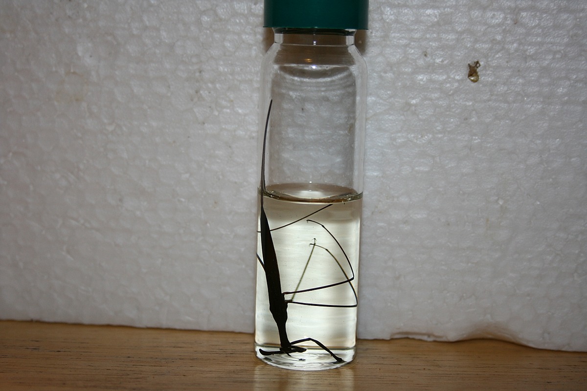 Ranatra fusca | Natural Atlas