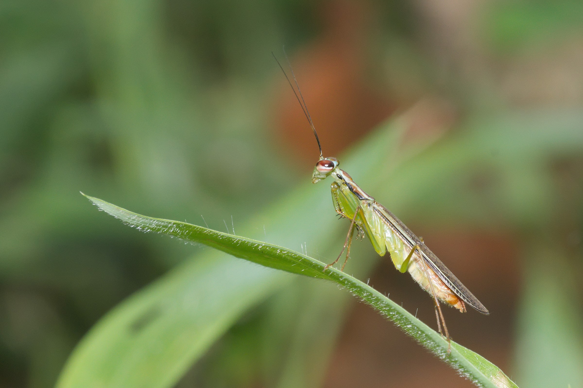 Mantids | Natural Atlas