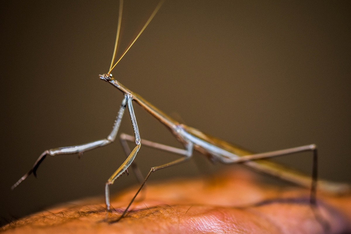 Mantids | Natural Atlas
