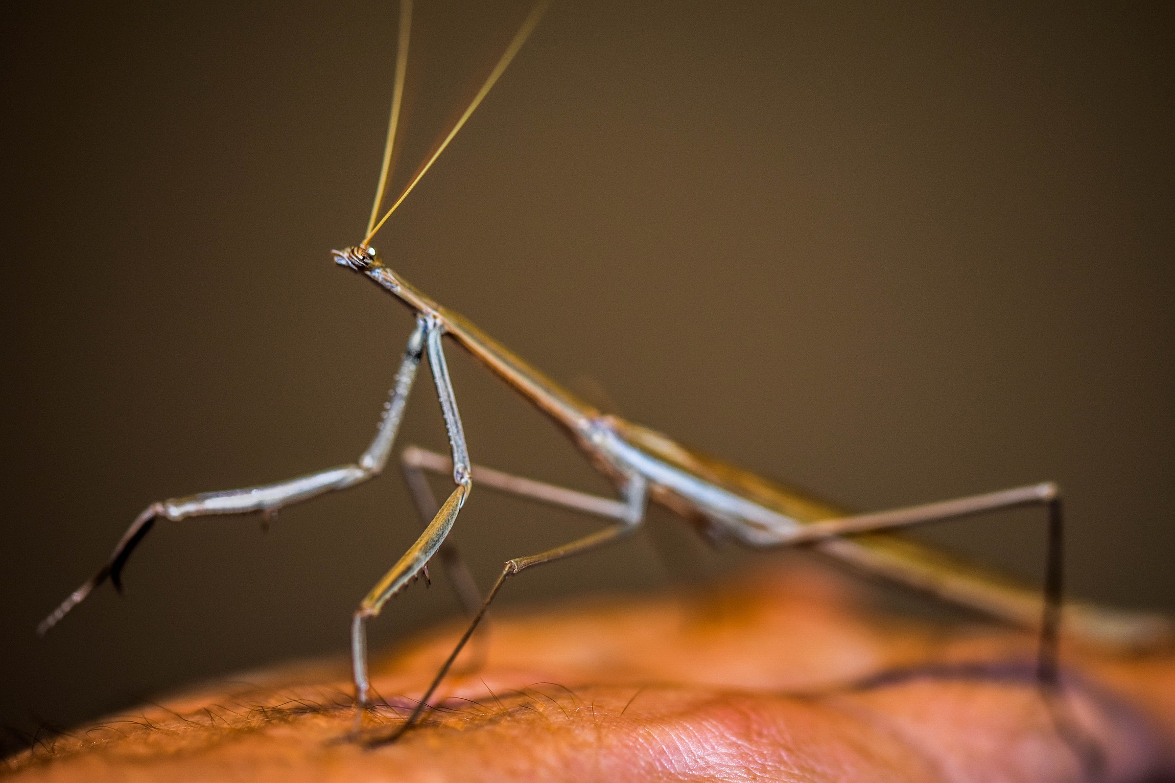 Mantids | Natural Atlas