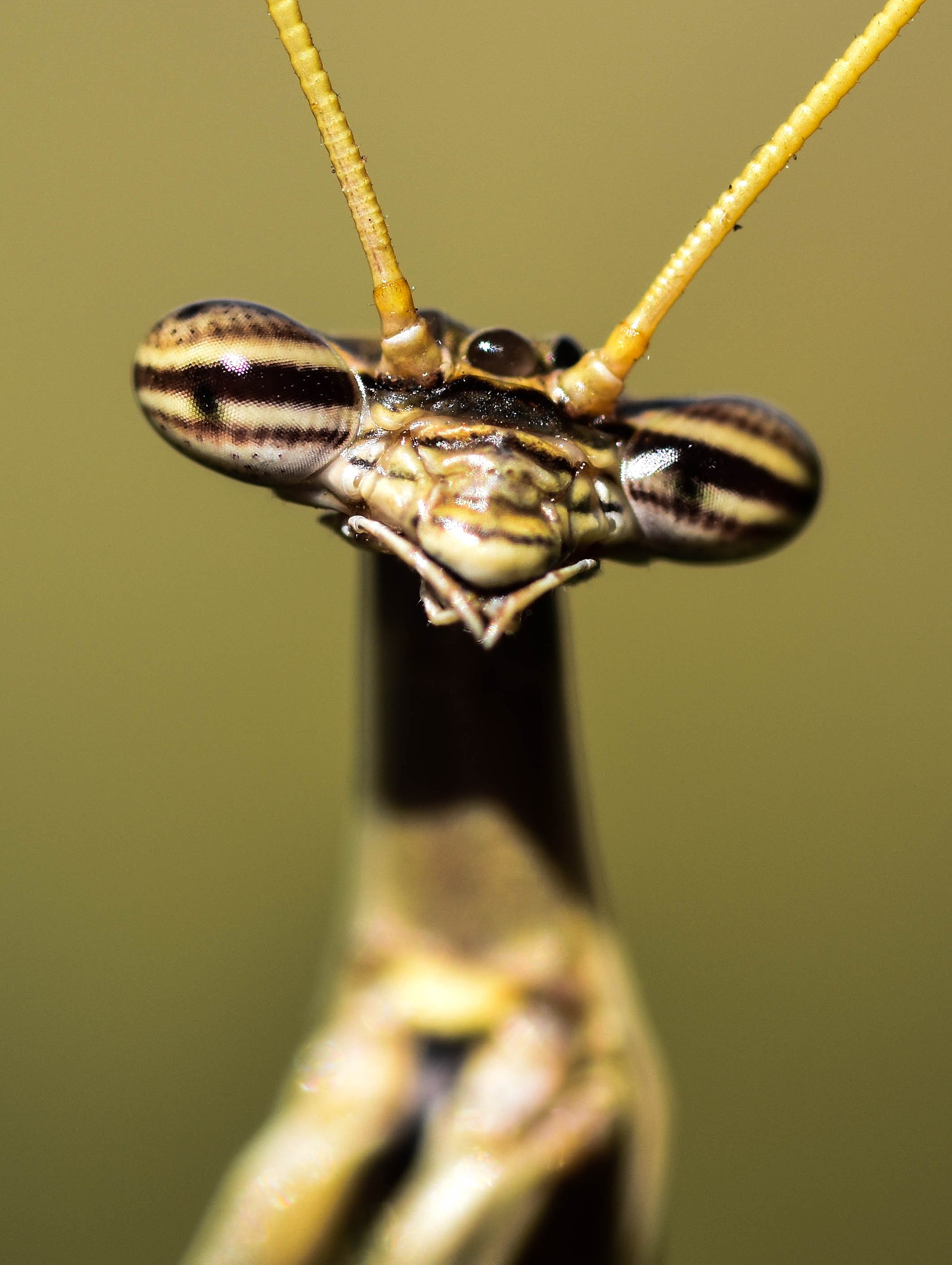 Mantids | Natural Atlas