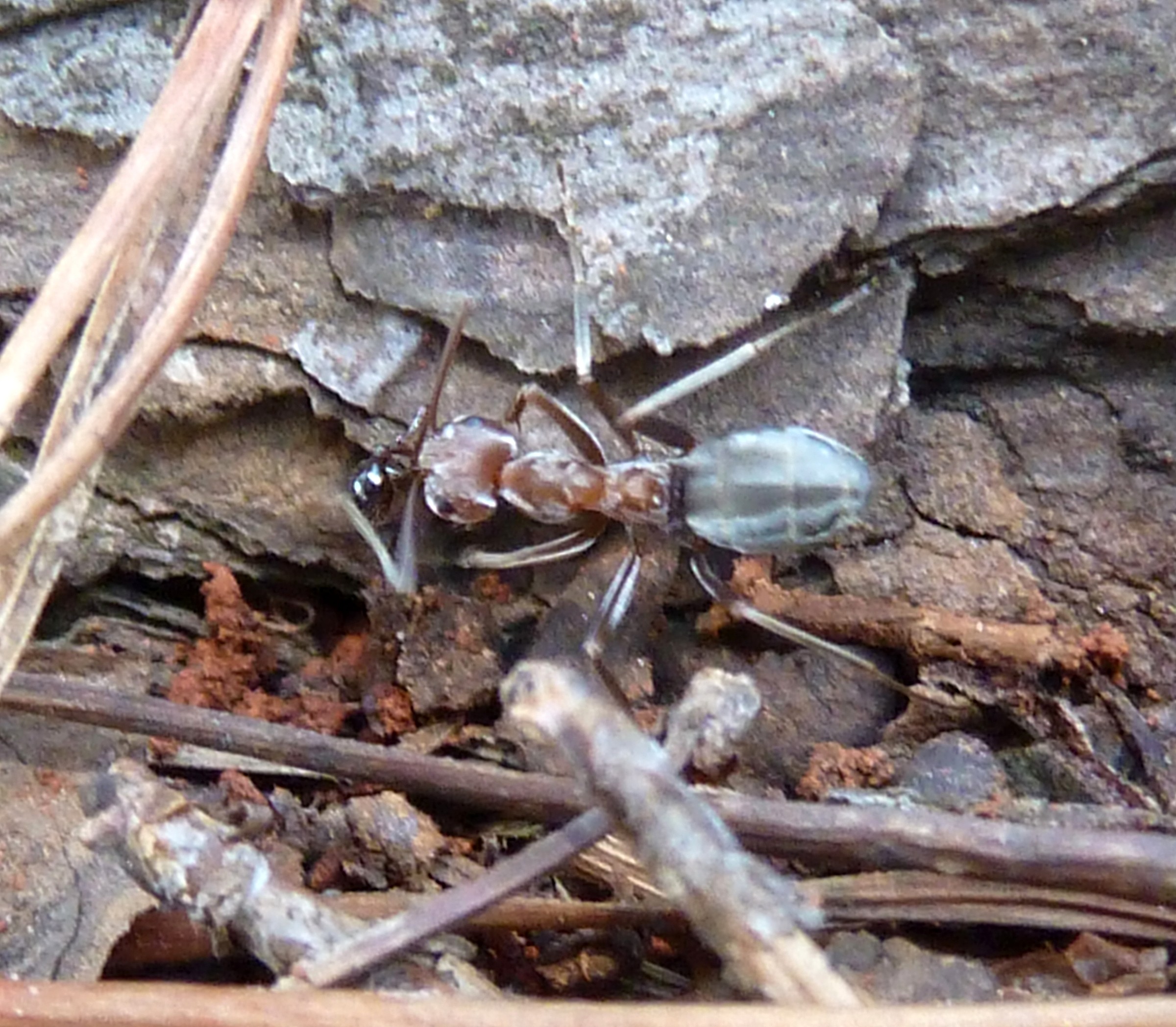 Anoplolepis custodiens | Natural Atlas