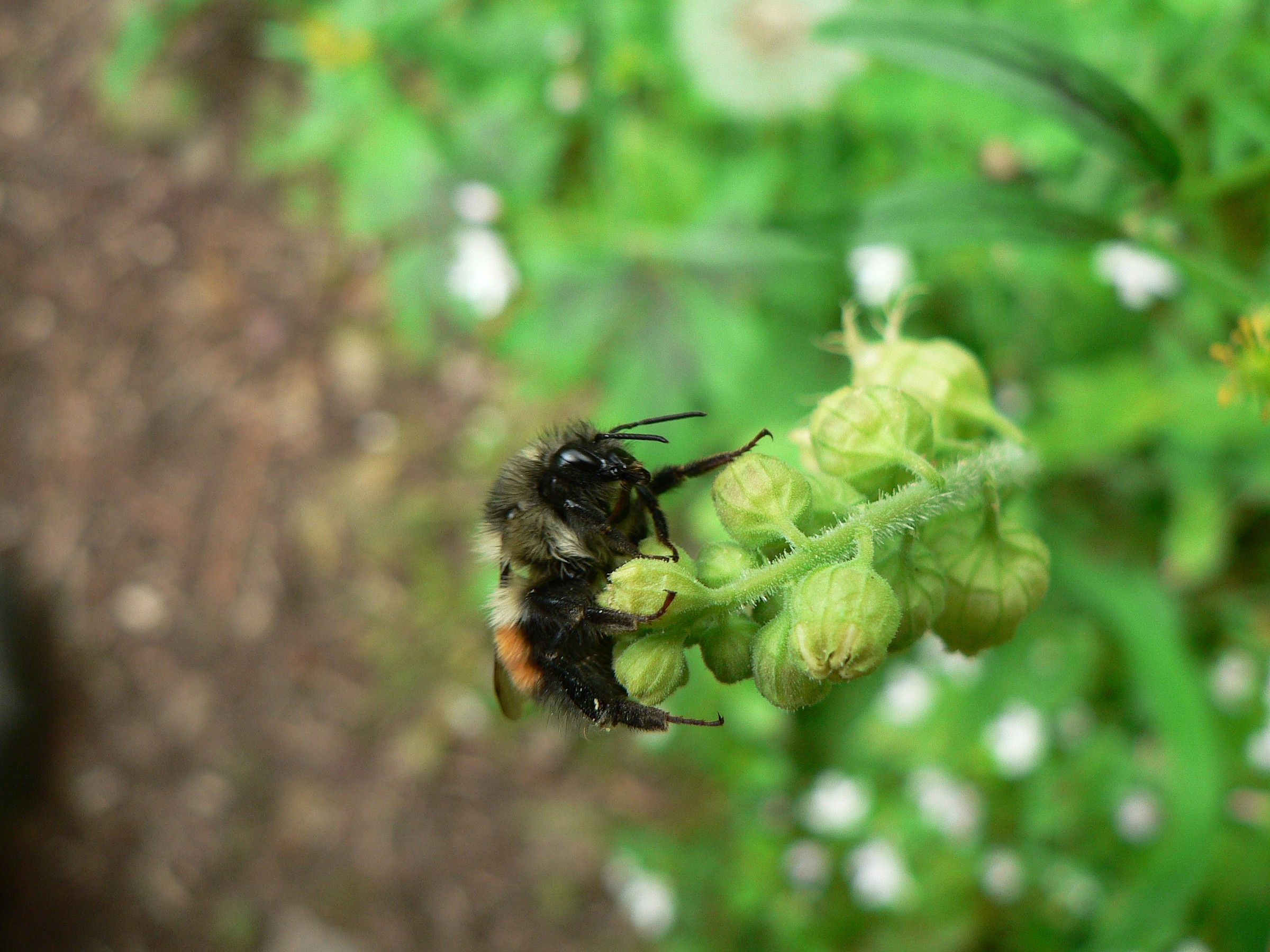 Bombus melanopygus | Natural Atlas