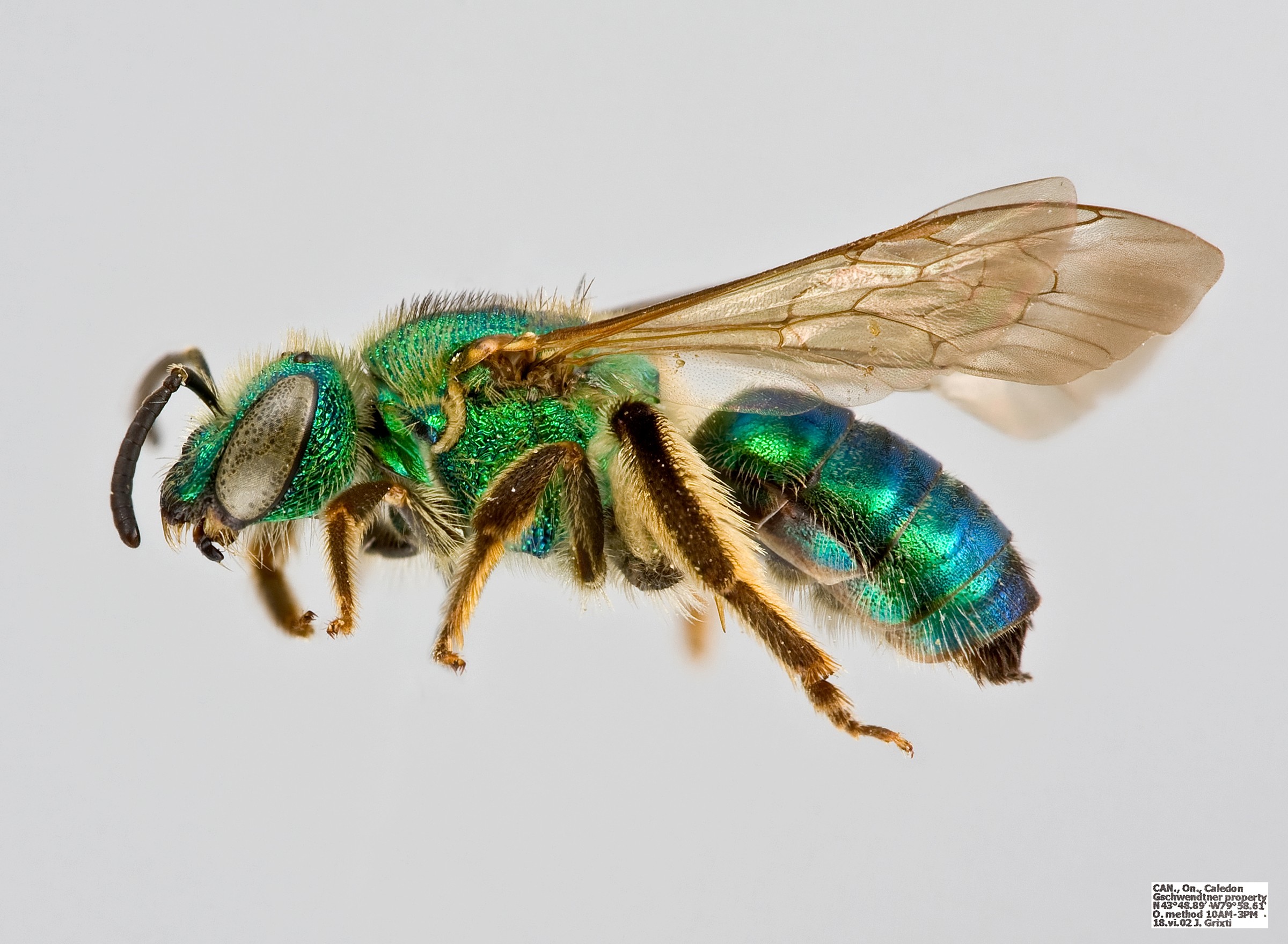 Agapostemon sericeus | Natural Atlas