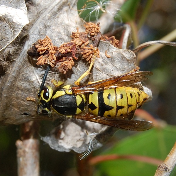 Vespula pensylvanica | Natural Atlas