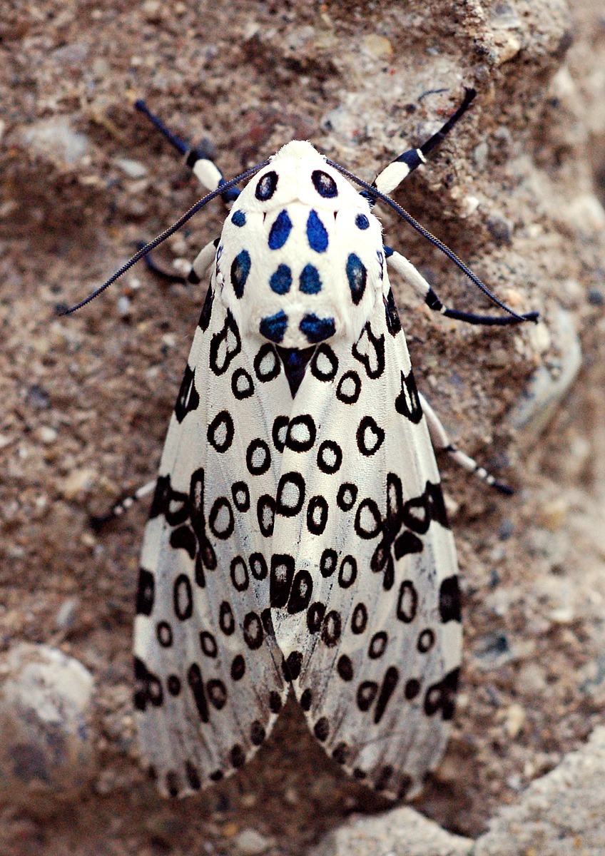 Giant Leopard Moth | Natural Atlas