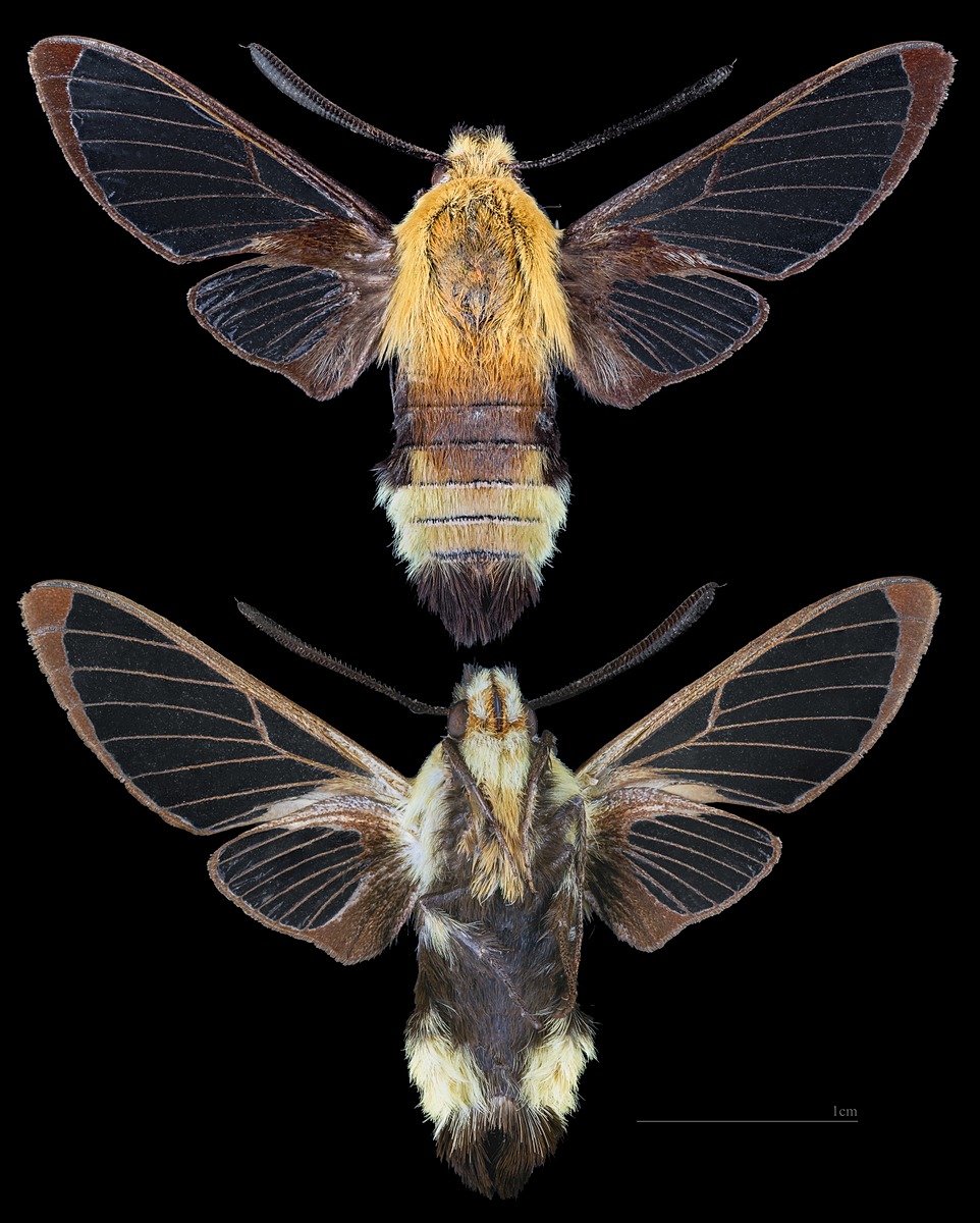 Hemaris diffinis | Natural Atlas