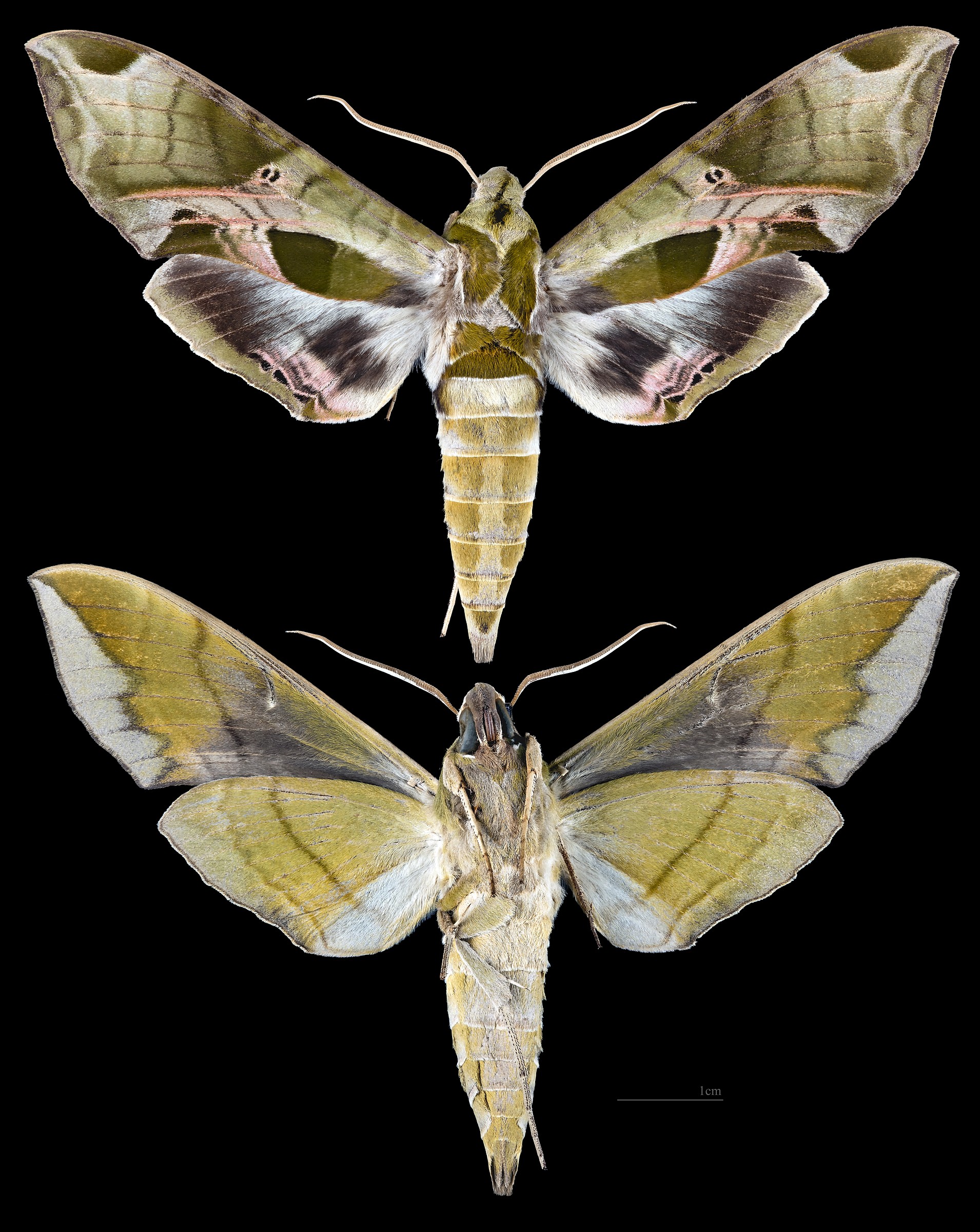 Eumorpha pandorus | Natural Atlas