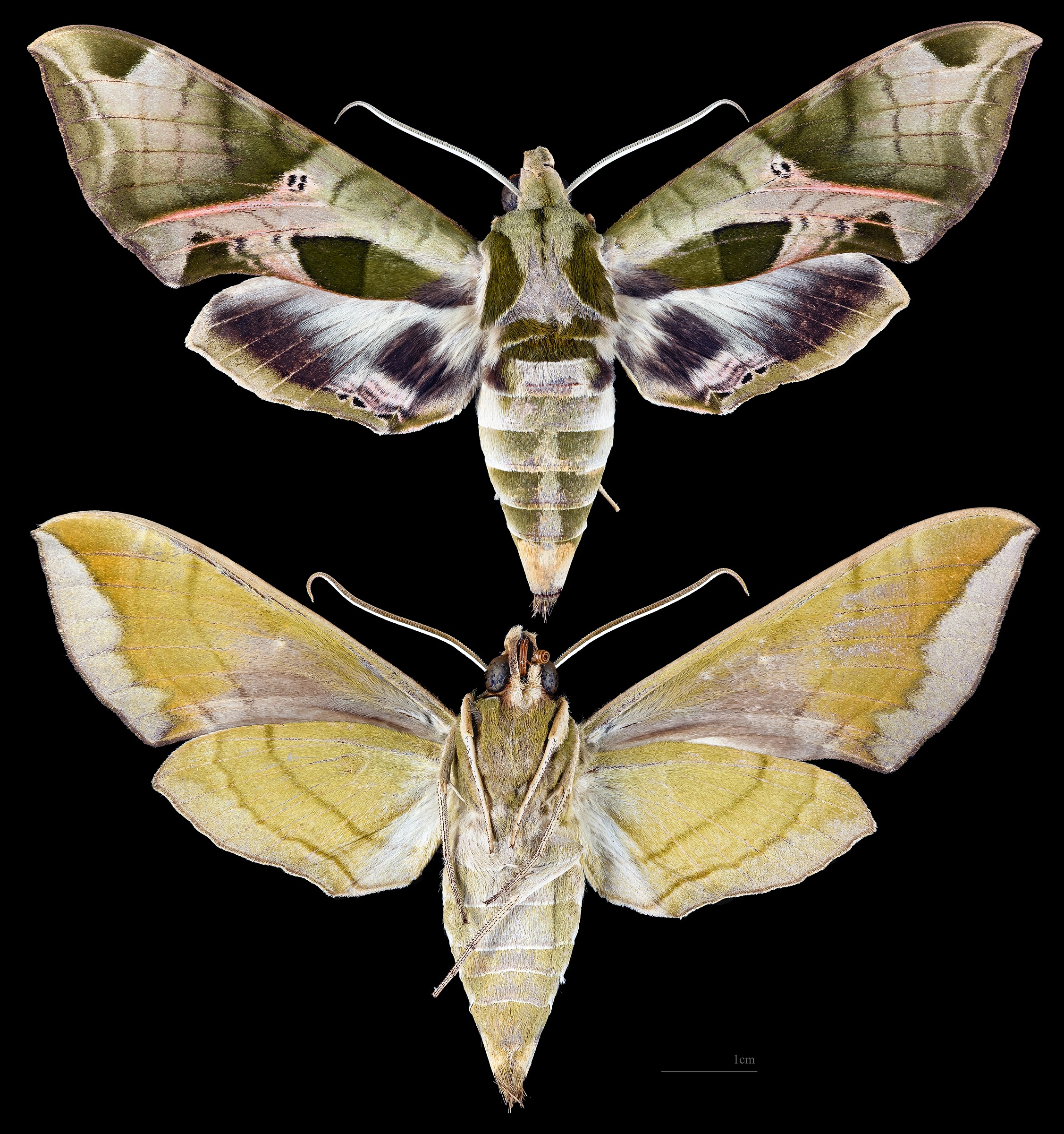 Eumorpha pandorus | Natural Atlas