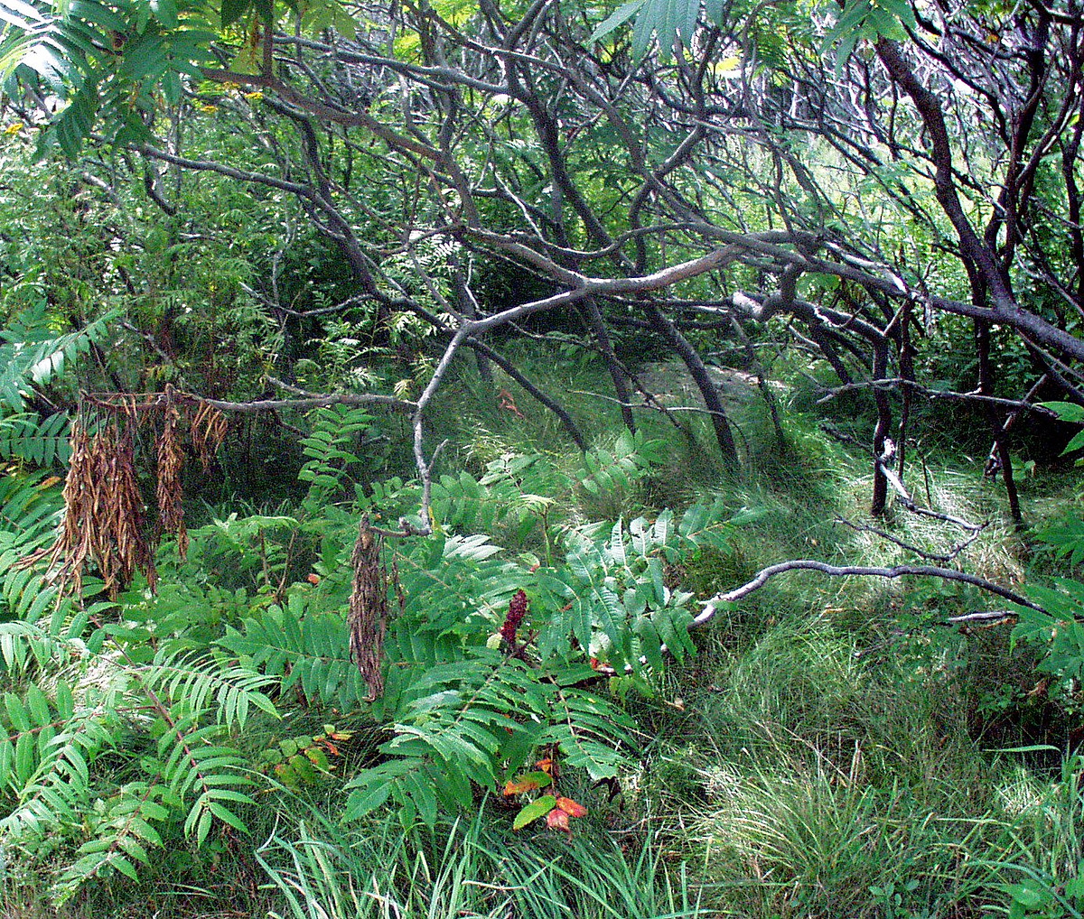 Odiorne Point State Park | Natural Atlas