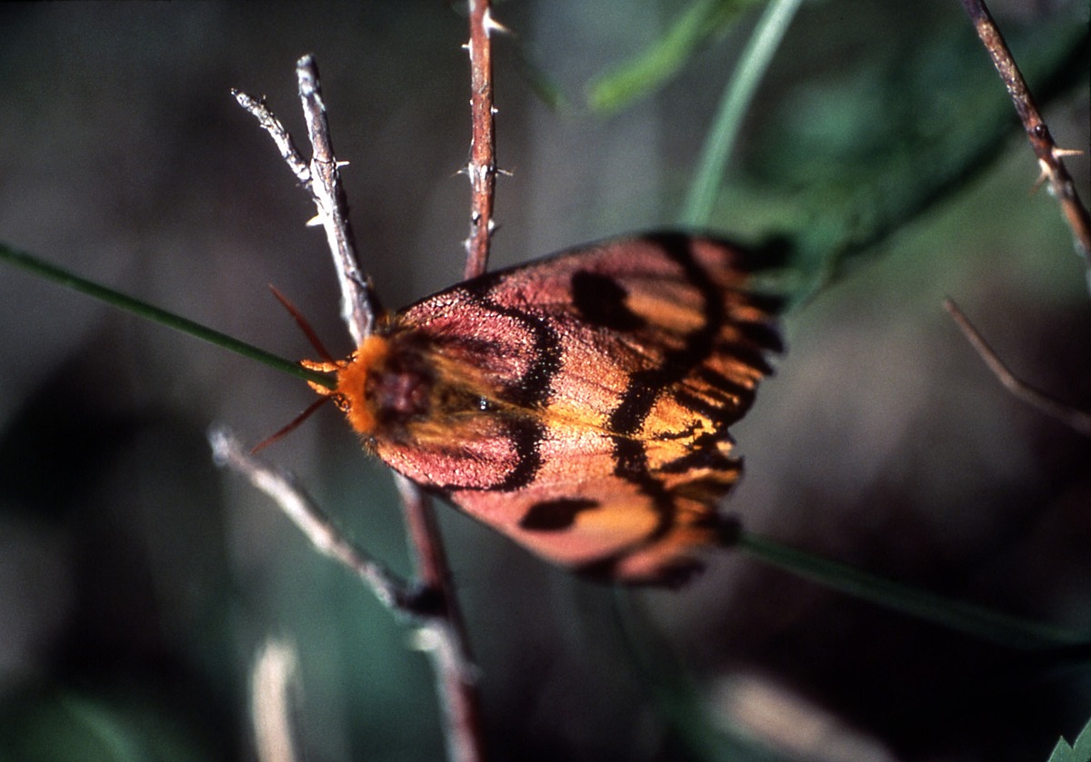 Sheep Moth