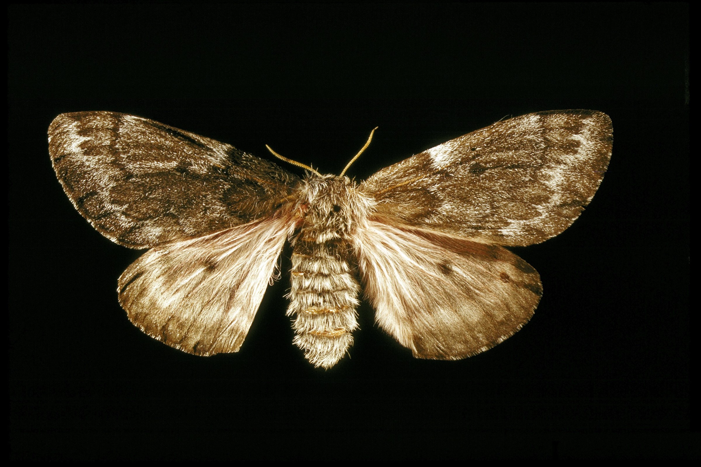Pandora Moth | Natural Atlas