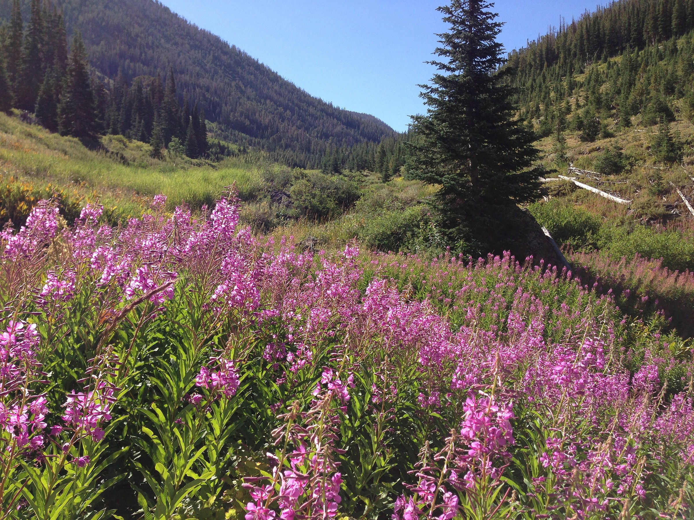 Jarbidge Wilderness | Natural Atlas