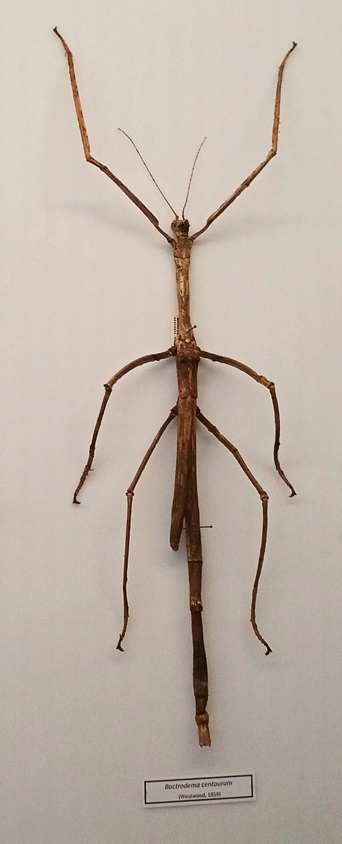 Phasmatodea Natural Atlas