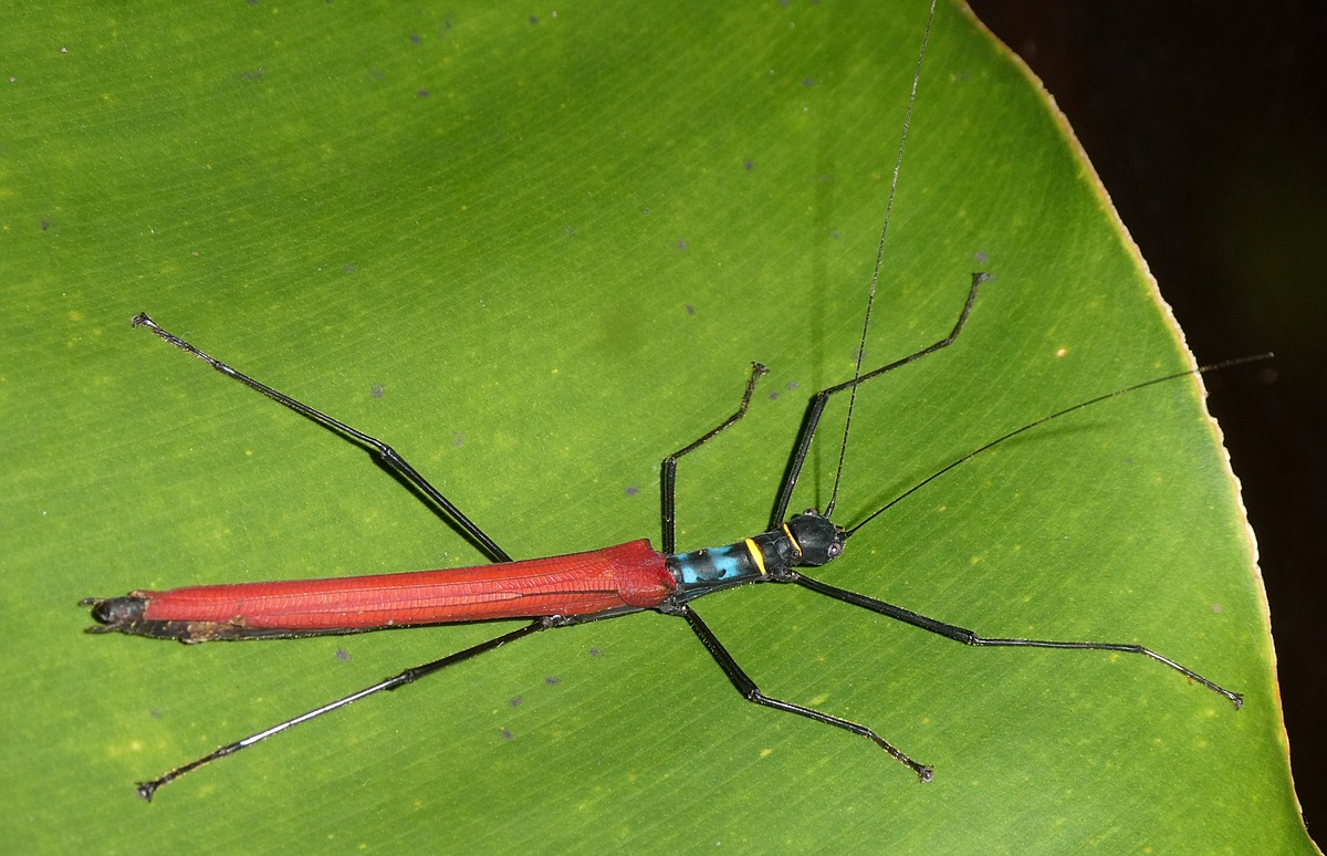Phasmatodea Natural Atlas