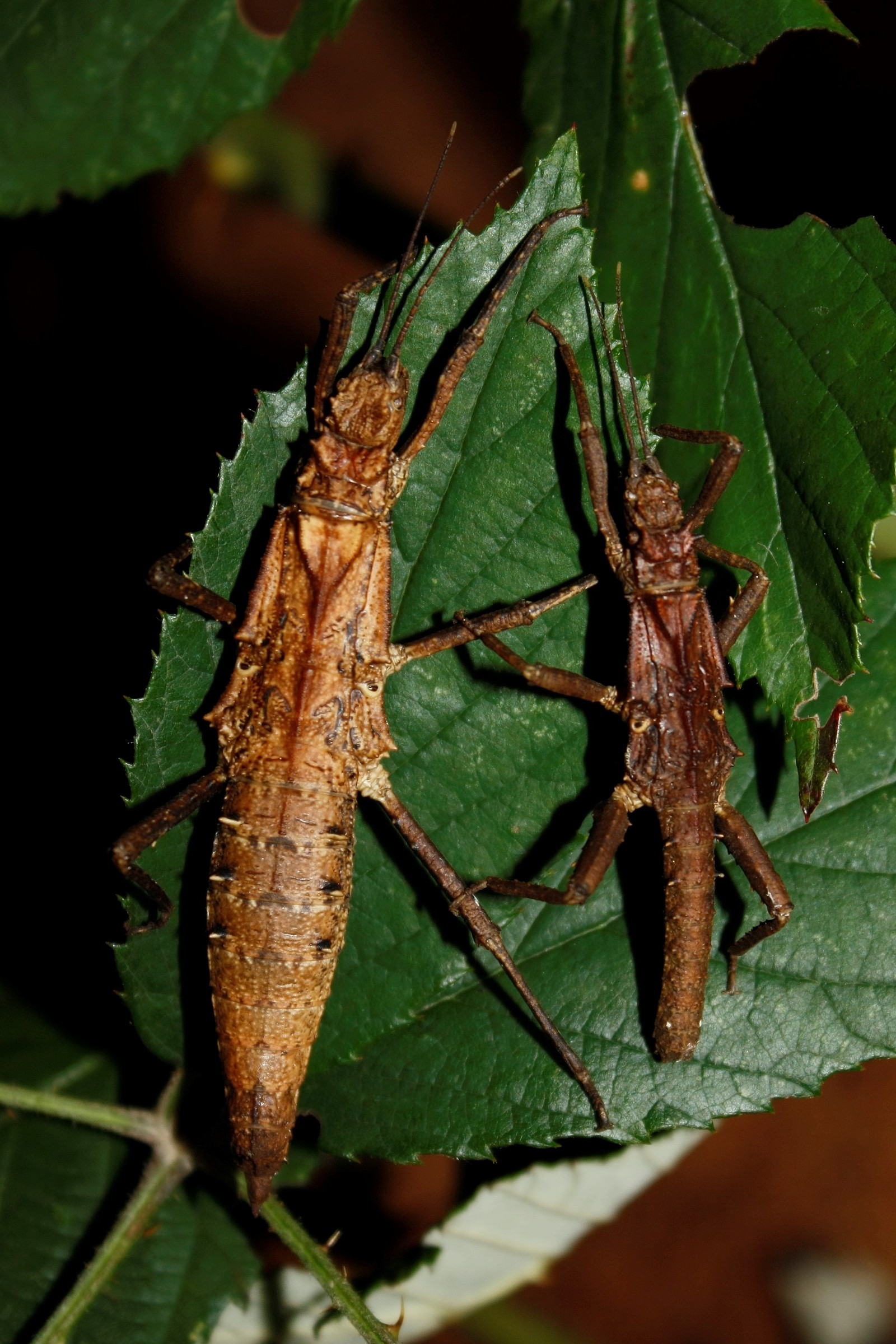 Phasmatodea | Natural Atlas