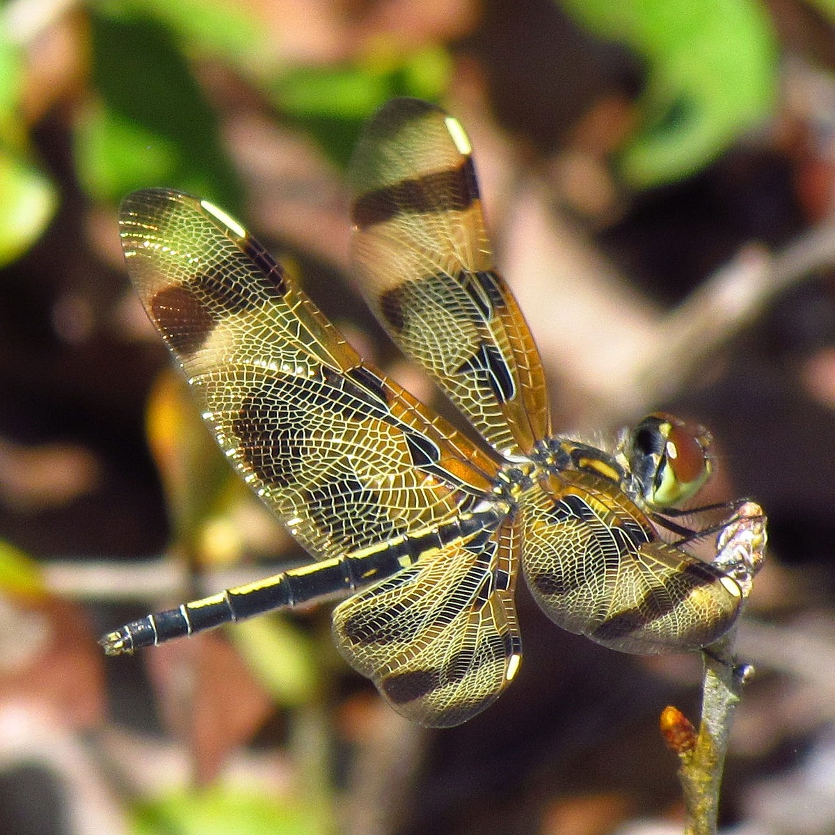 Celithemis fasciata | Natural Atlas