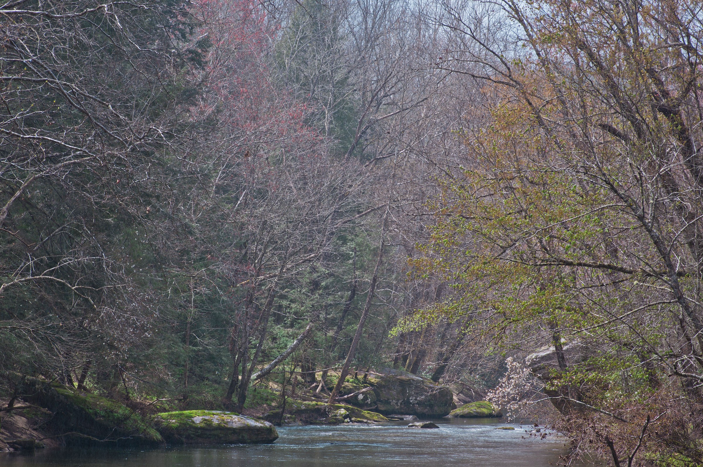 Clear Fork | Natural Atlas