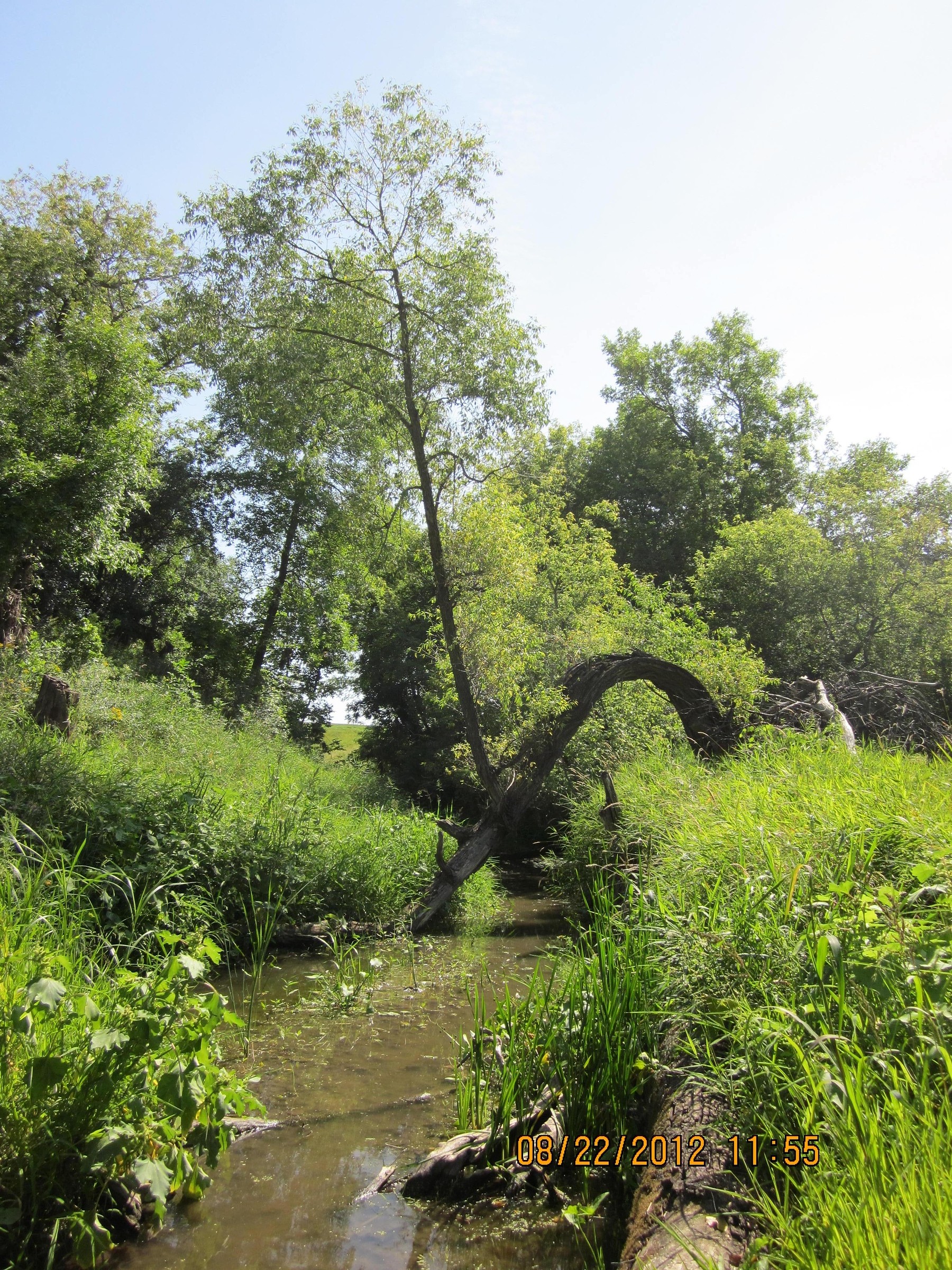 Marsh River | Natural Atlas