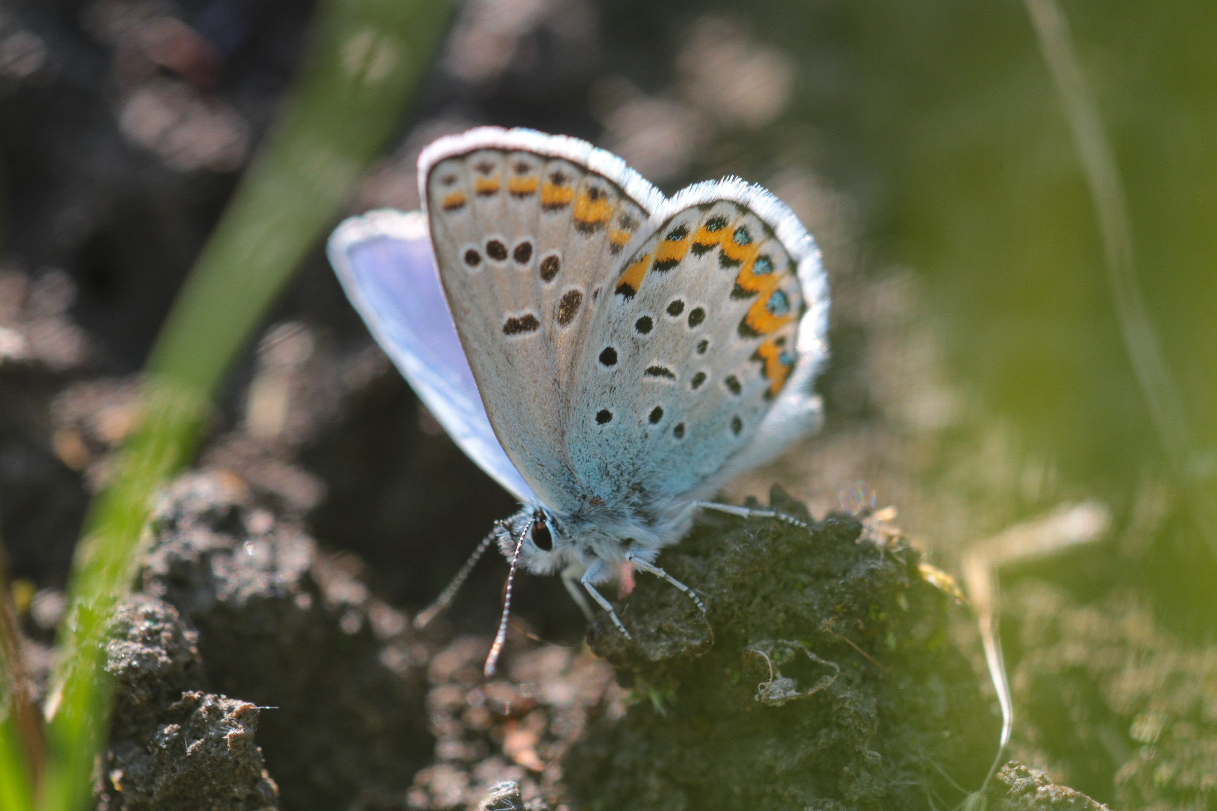 Lycaeides melissa | Natural Atlas