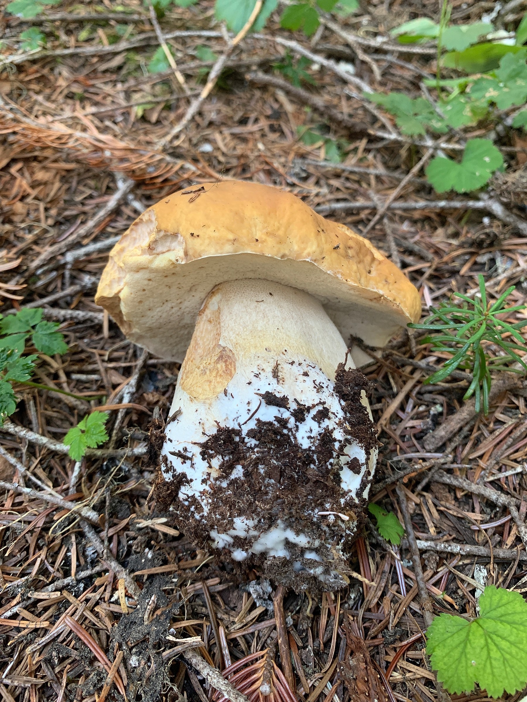 Boletus edulis | Natural Atlas