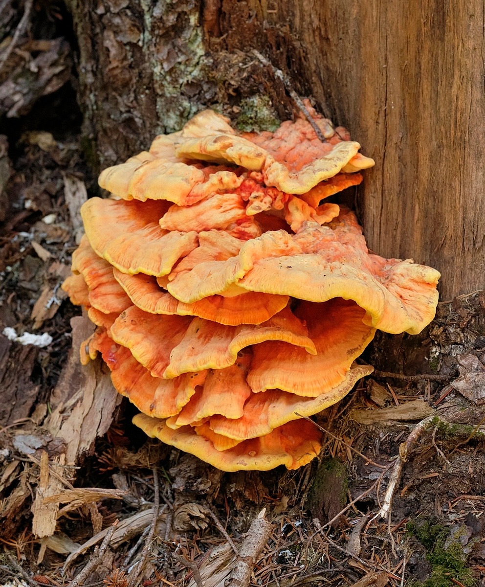 Fomitopsidaceae | Natural Atlas