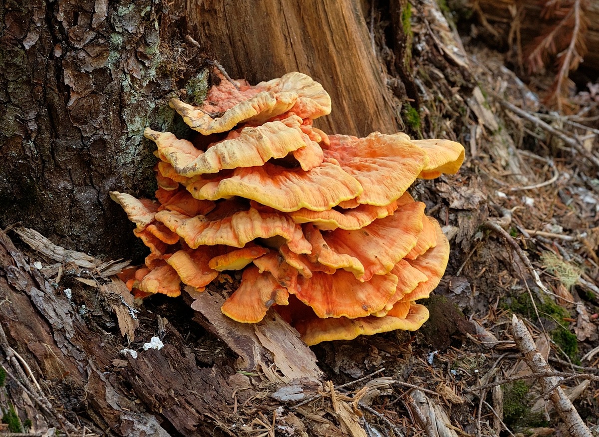 Fomitopsidaceae | Natural Atlas