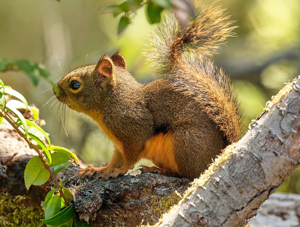 Douglas Squirrel | Natural Atlas