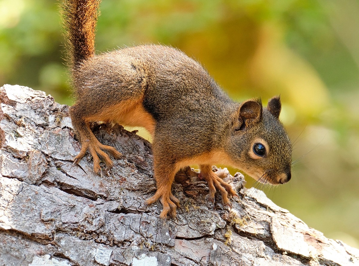 Douglas Squirrel | Natural Atlas