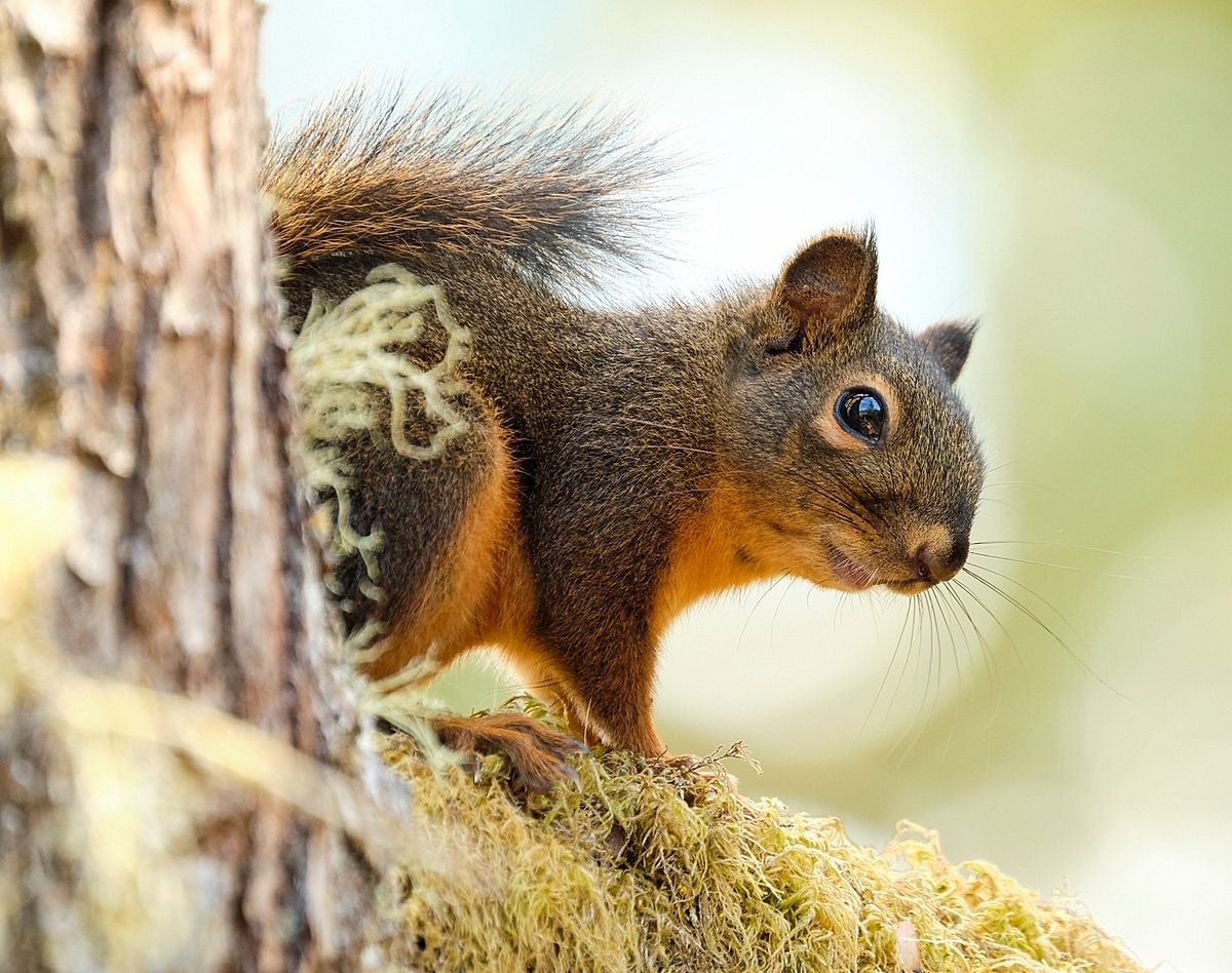 Douglas Squirrel | Natural Atlas