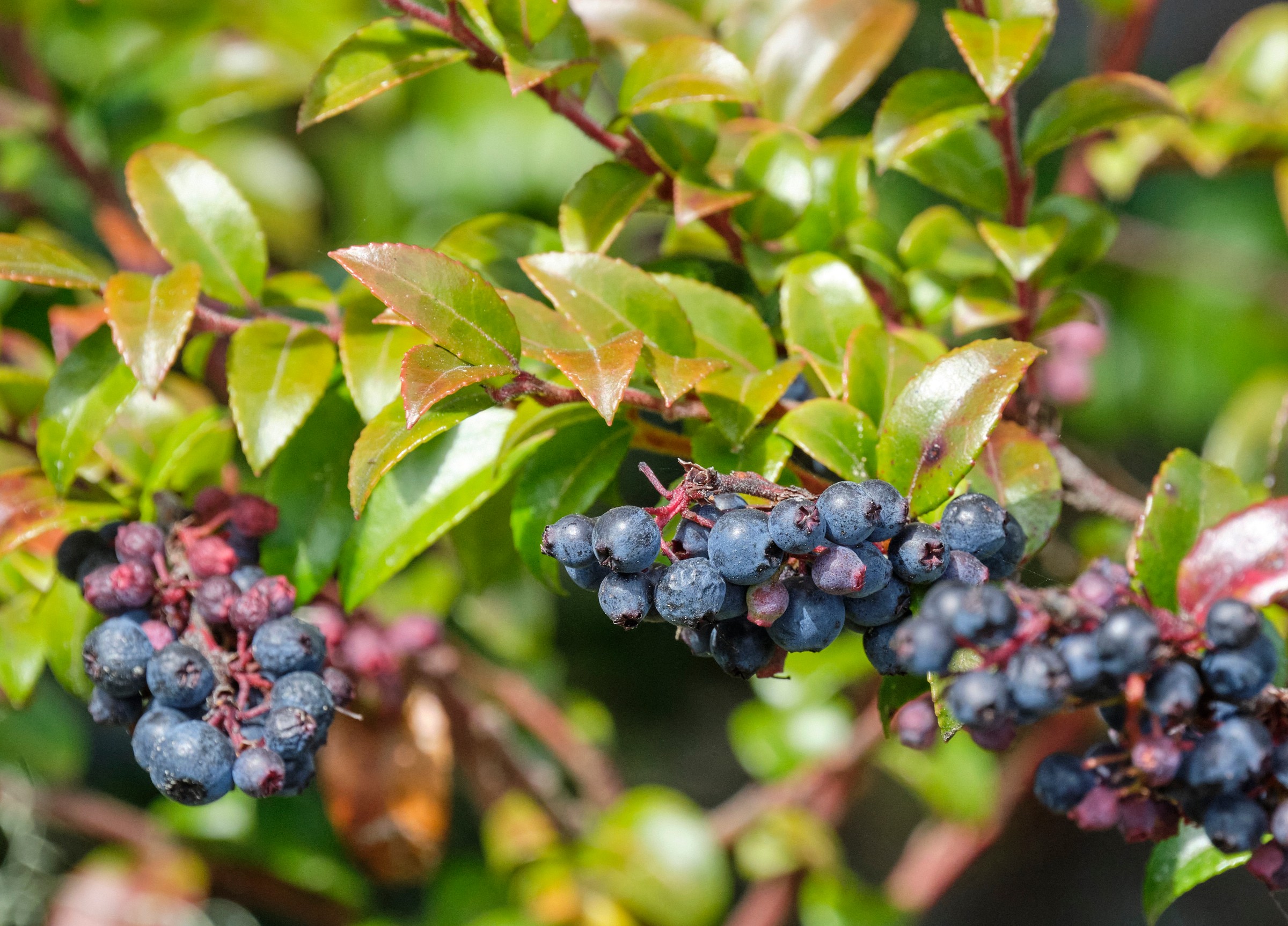 California Huckleberry | Natural Atlas