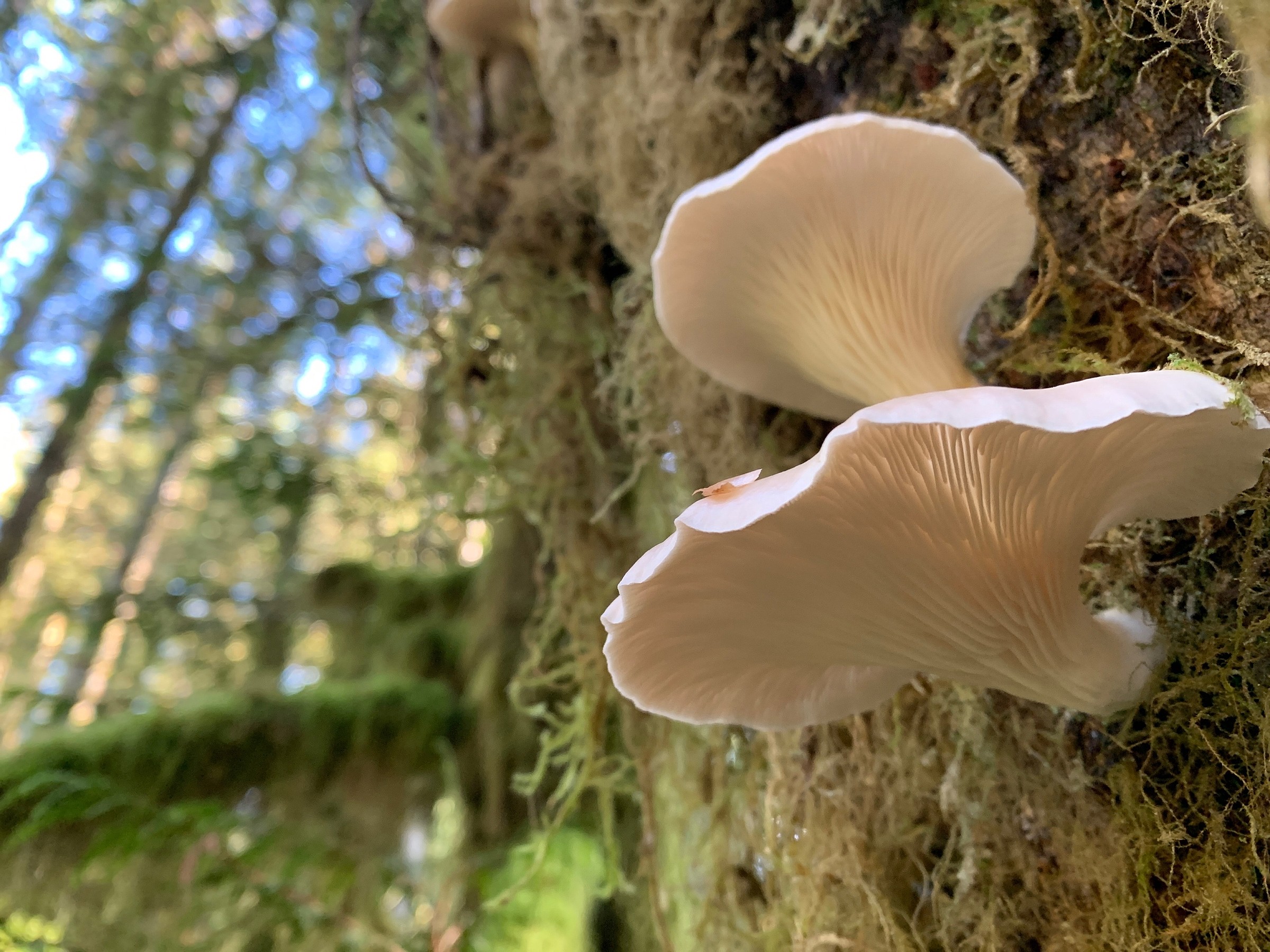 Angel’s Wings Mushroom | Natural Atlas