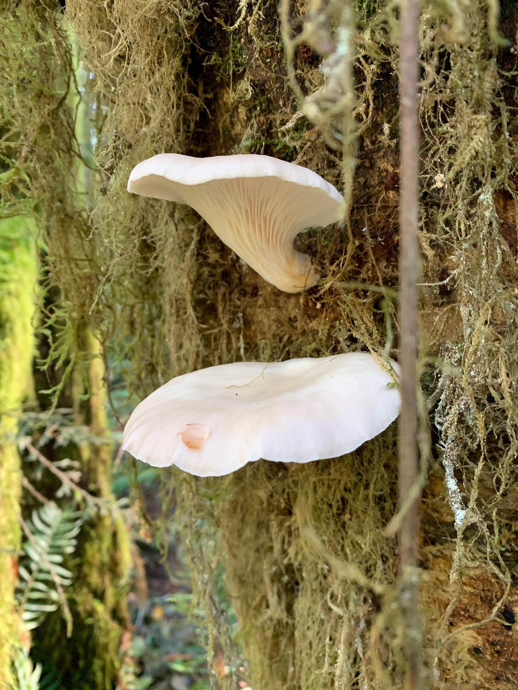 Angel’s Wings Mushroom | Natural Atlas