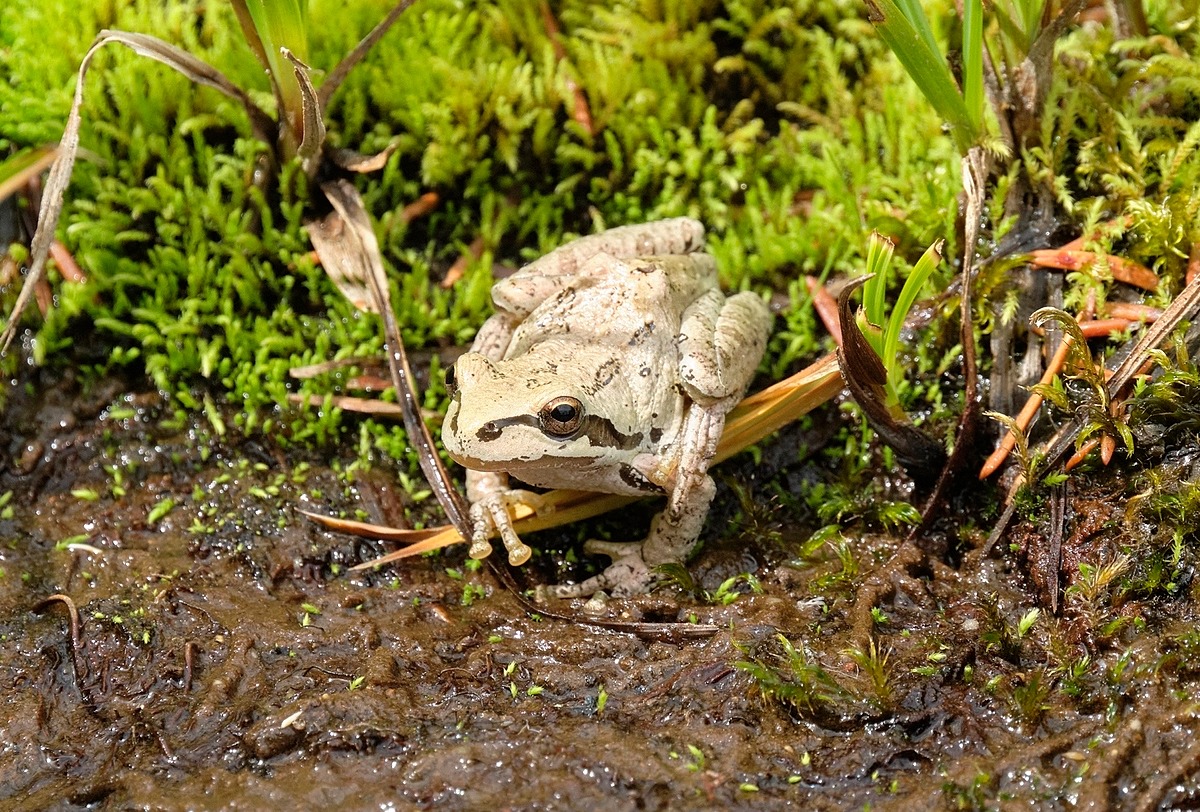 Pacific Tree Frog | Natural Atlas