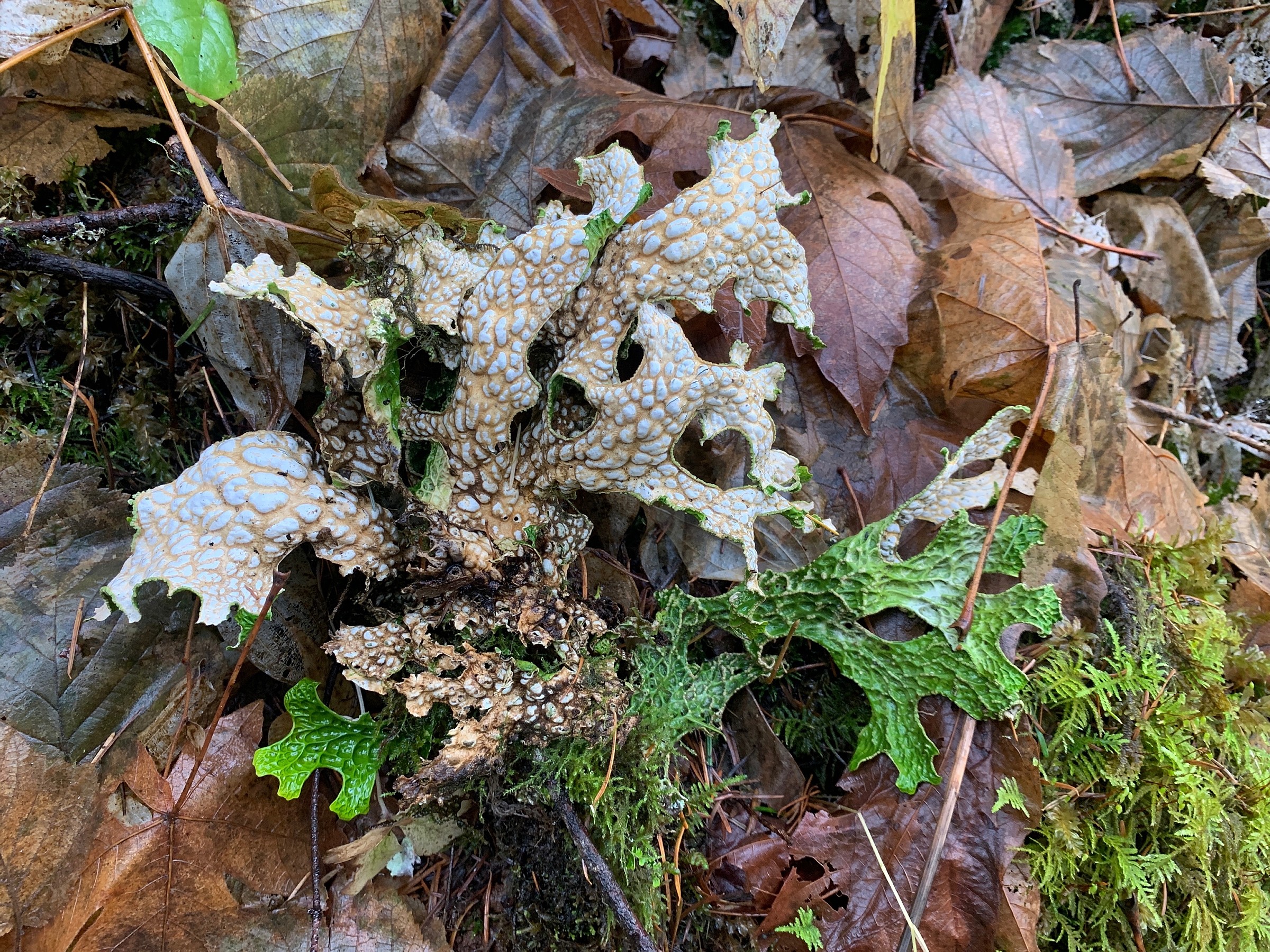 Lobaria pulmonaria | Natural Atlas