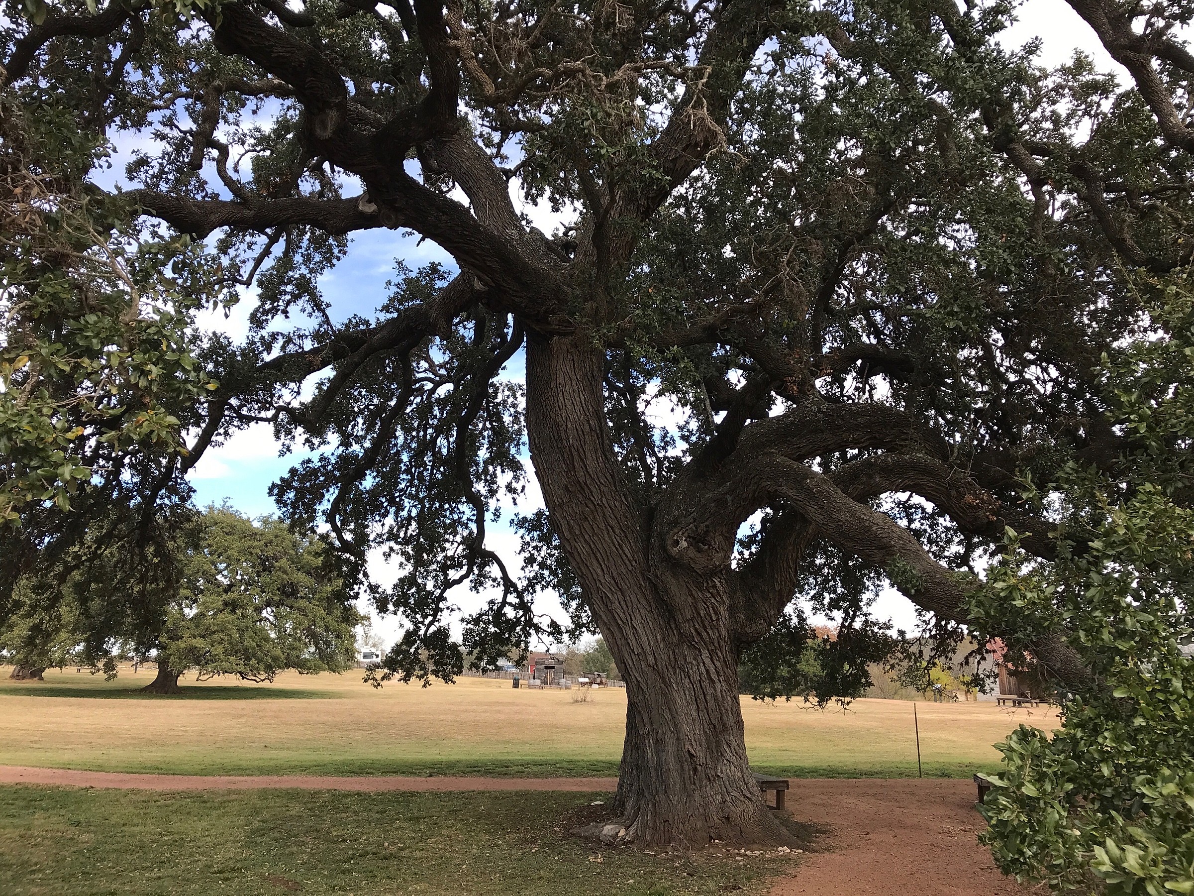 Live Oak | Natural Atlas