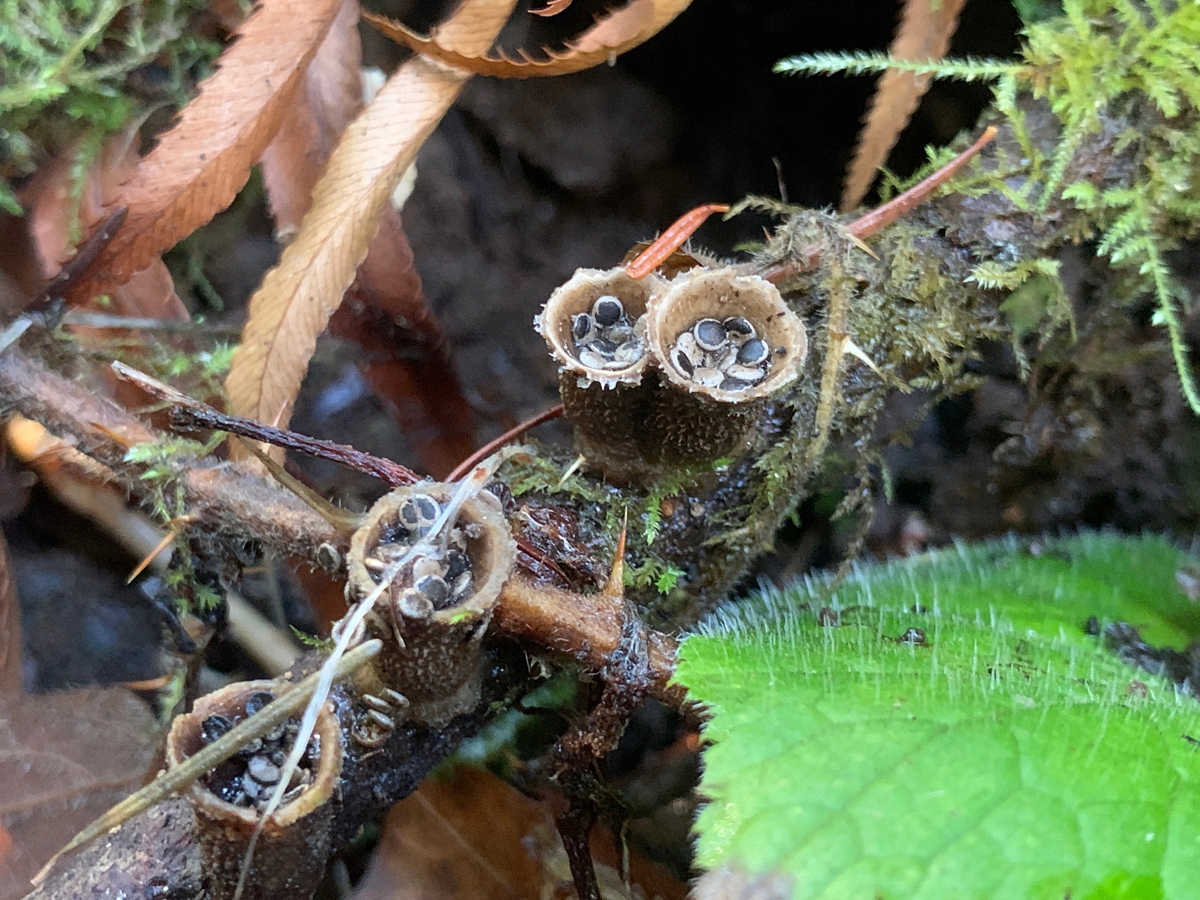 Bird’s Nest Fungi | Natural Atlas