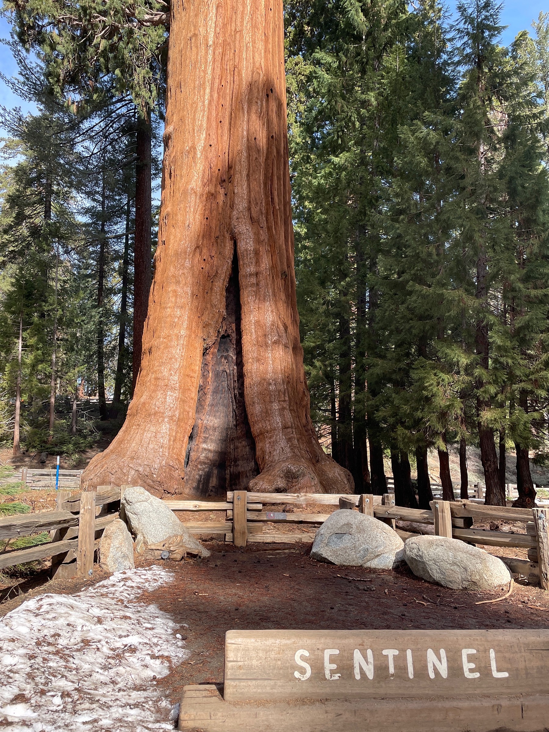 Giant Sequoias | Natural Atlas