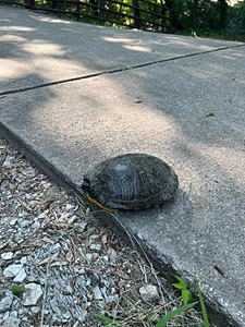Yellow-Bellied Slider | Natural Atlas