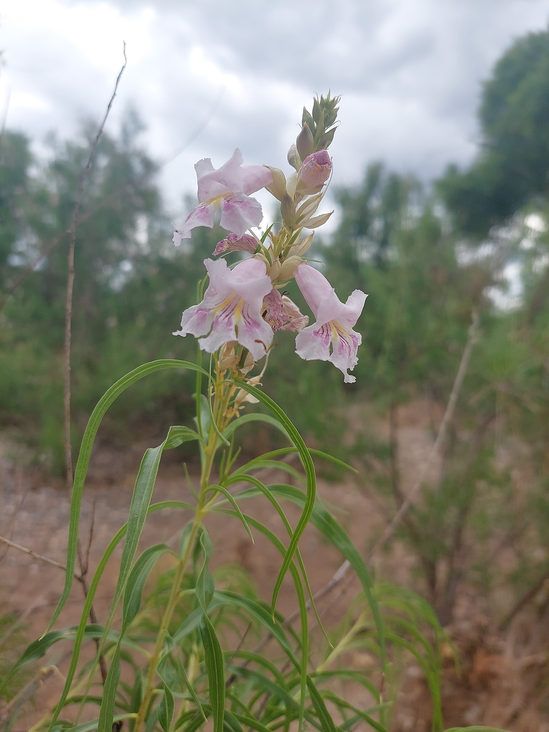 Chilopsis linearis | Natural Atlas