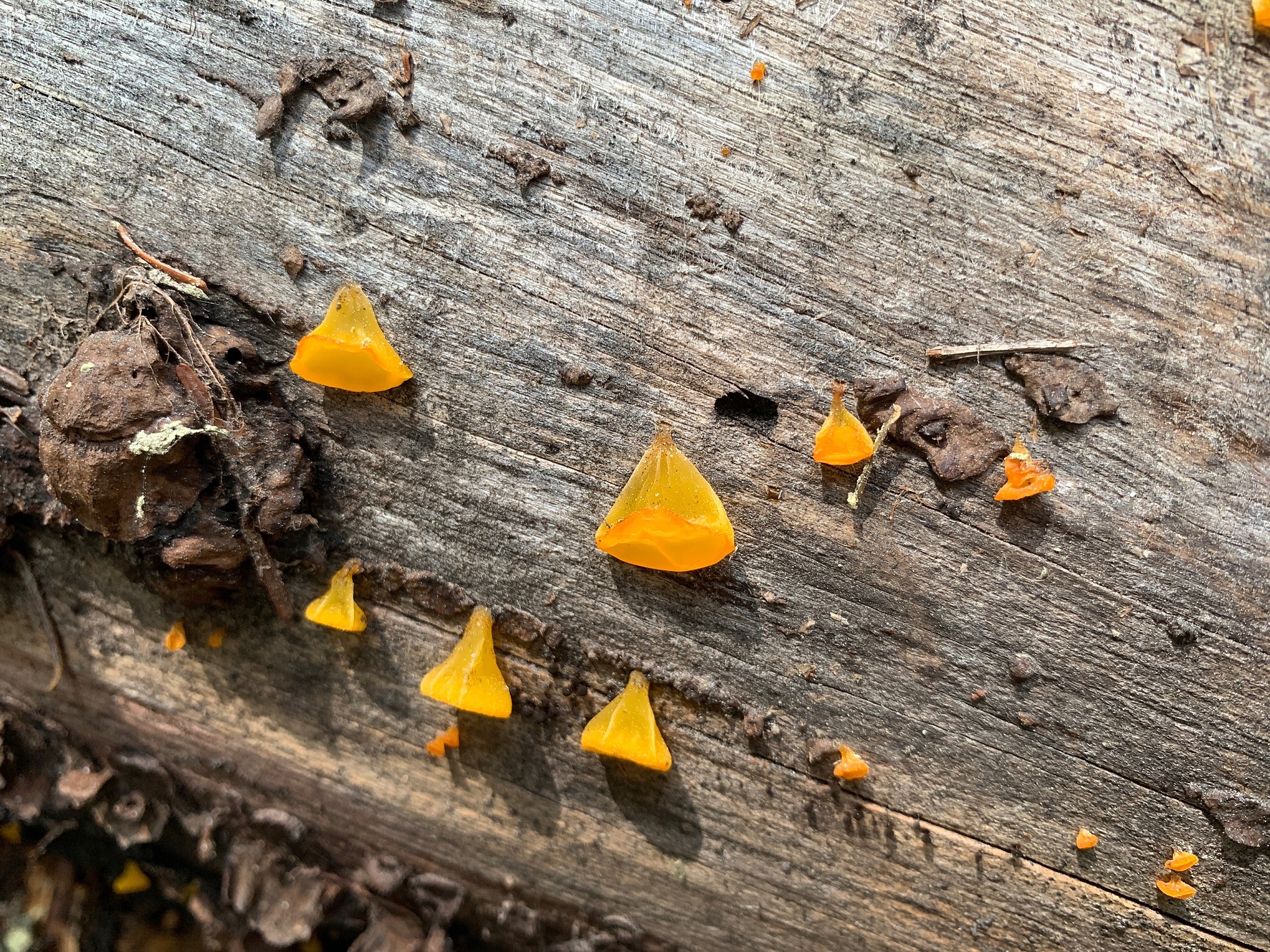 Golden Jelly Cone | Natural Atlas